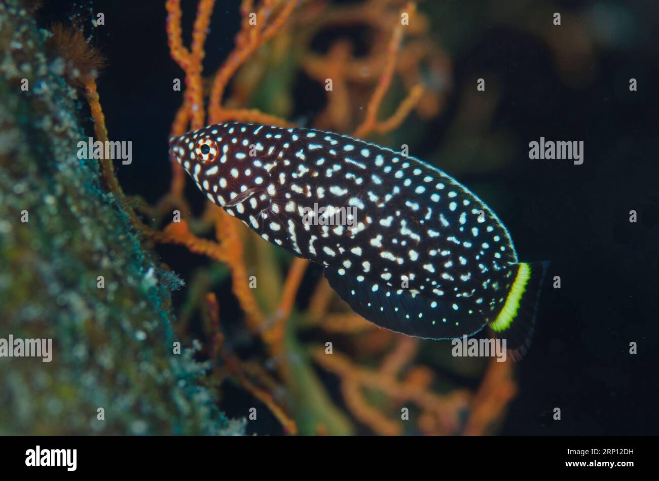 Juvenile White-spotted Wrasse, Anampses melanurus, Pyramids dive site ...
