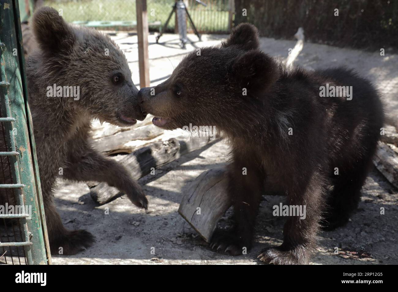 Arcturos sanctuary hi-res stock photography and images - Alamy