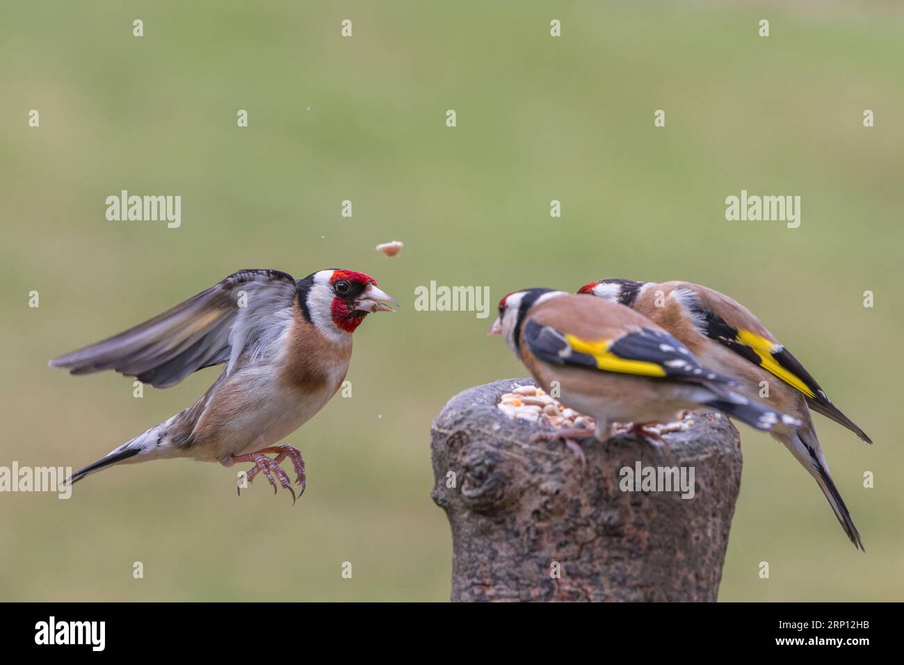 European Golfinch [ Carduelis carduelis ] Adult birds fighting over ...