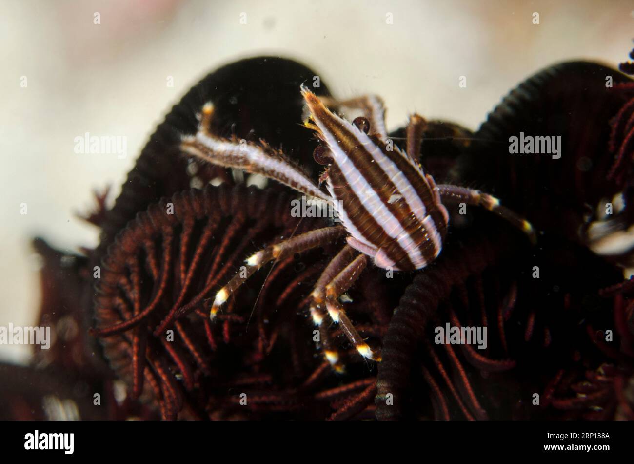 Crinoid Squat Lobster, Allogalathea elegans, on Crinoid, Comatulida ...
