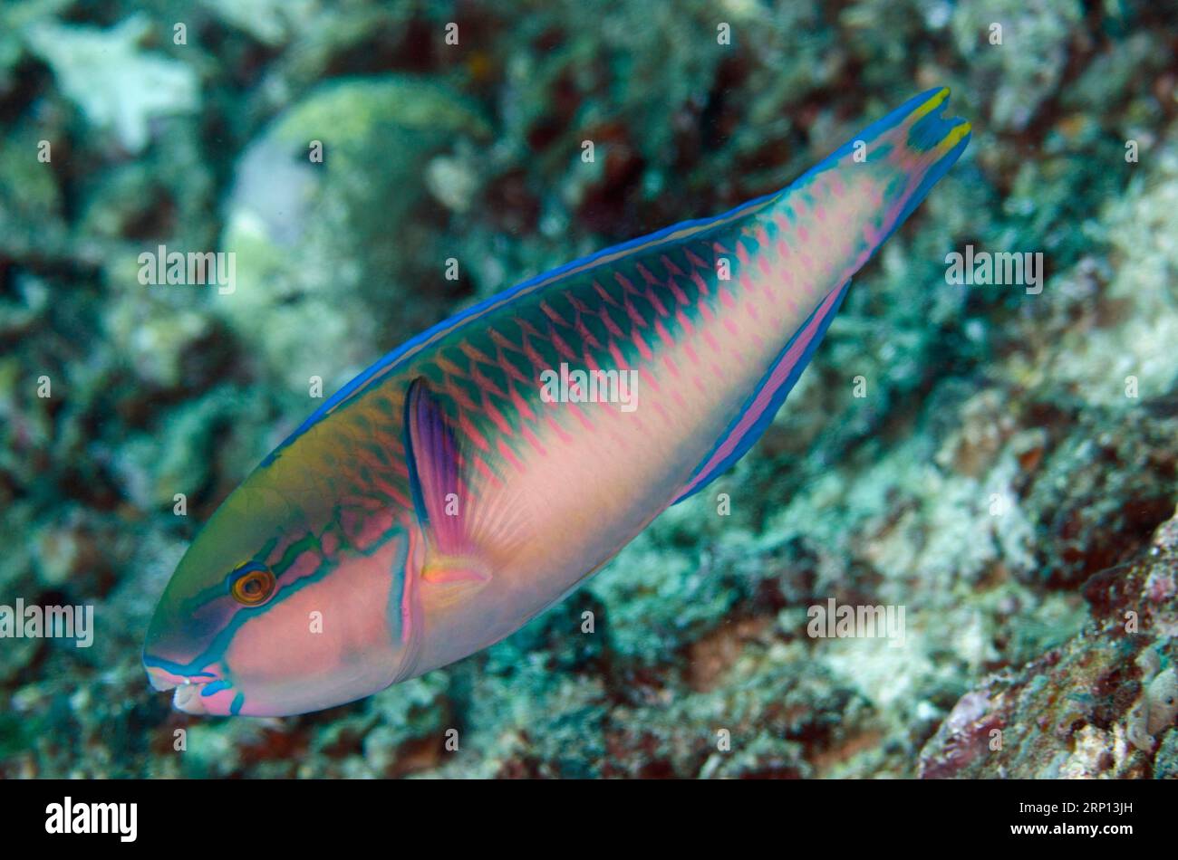 Indian Parrotfish, Chlorurus capistratoides, Gili Tepekong dive site ...