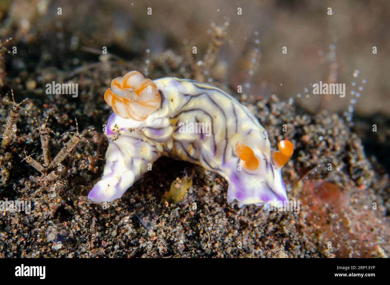 Nigrostriata hi-res stock photography and images - Alamy