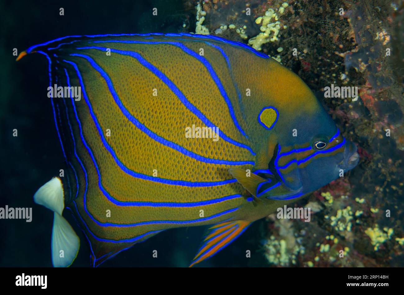 Blue-stripe Angelfish, Chaetodontoplus septentrionalis, Liberty Wreck ...