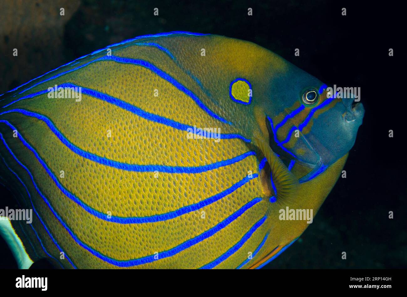 Blue stripe angelfish hi-res stock photography and images - Alamy