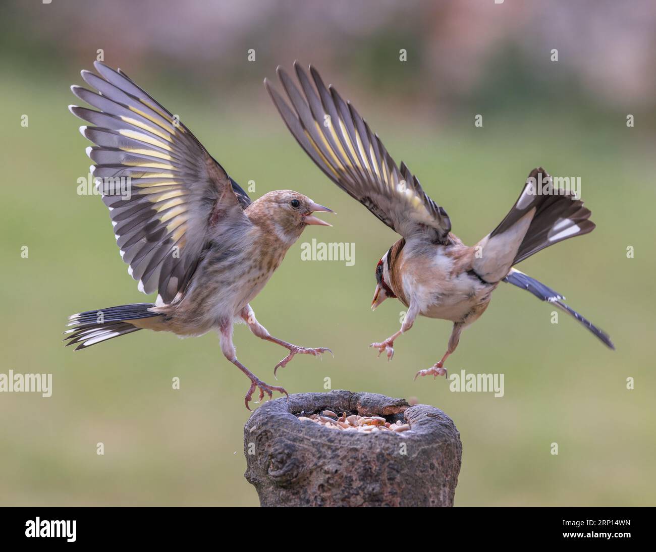 European Golfinch [ Carduelis carduelis ] Adult and Juvenile birds ...