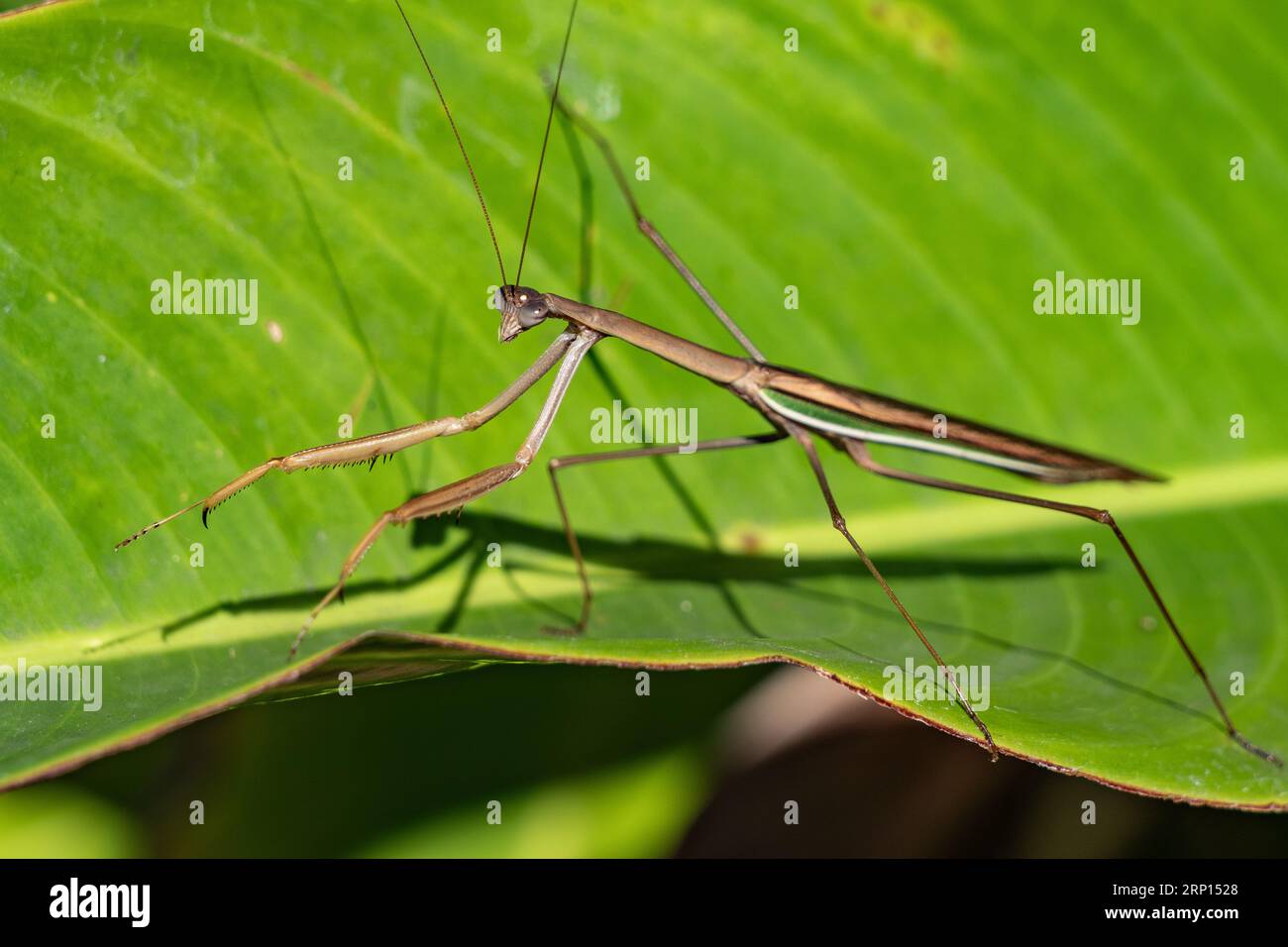 Large brown praying mantis on large green tropical leaf Stock Photo - Alamy