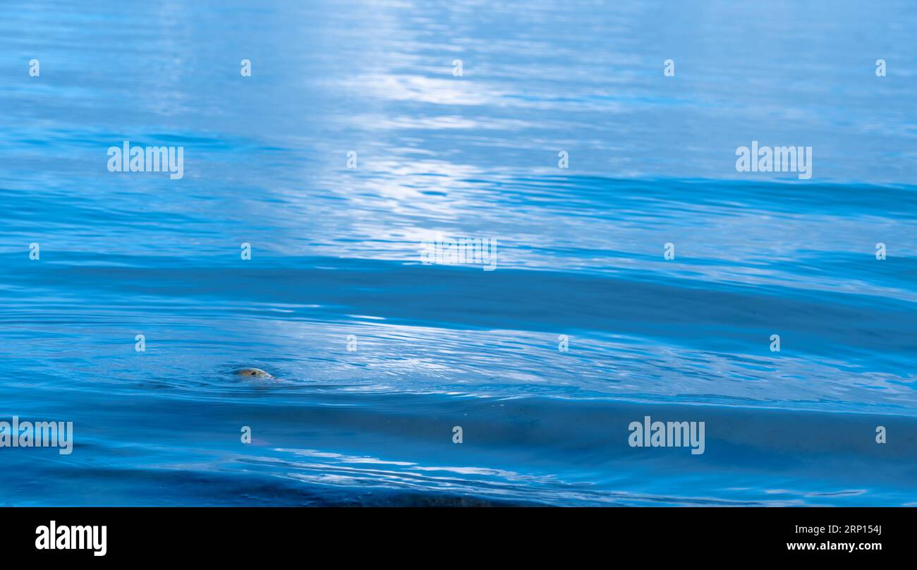 Ocean blue water surface small waves in peaceful effect at sunrise ...