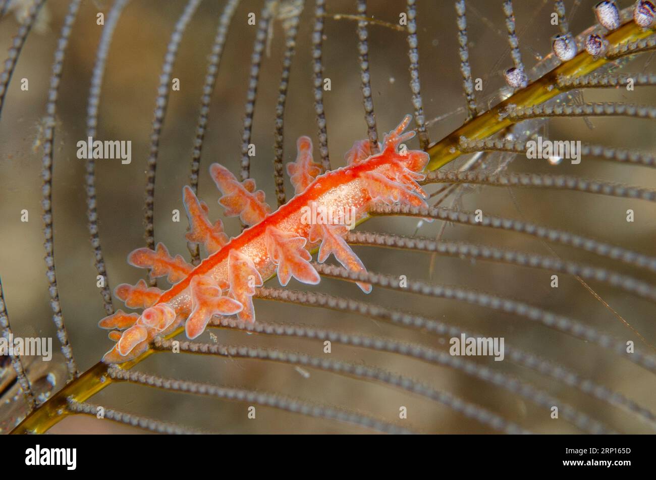 Class hydrozoa hi-res stock photography and images - Alamy