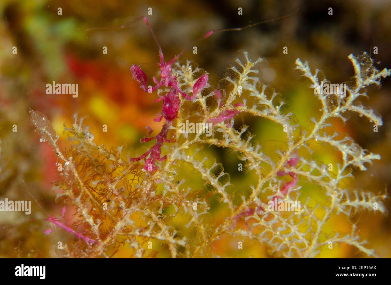 Australian Skeleton Shrimp, Orthoprotella australis, on Hydroid ...