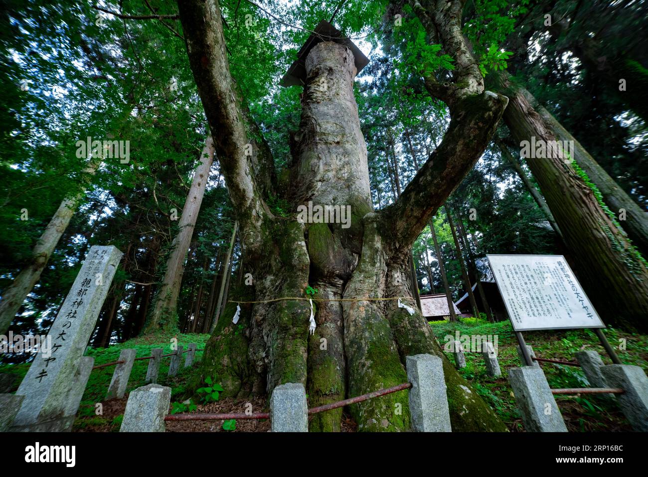 A Japanese zelkova tree in front of the shrine at the countryside Stock ...