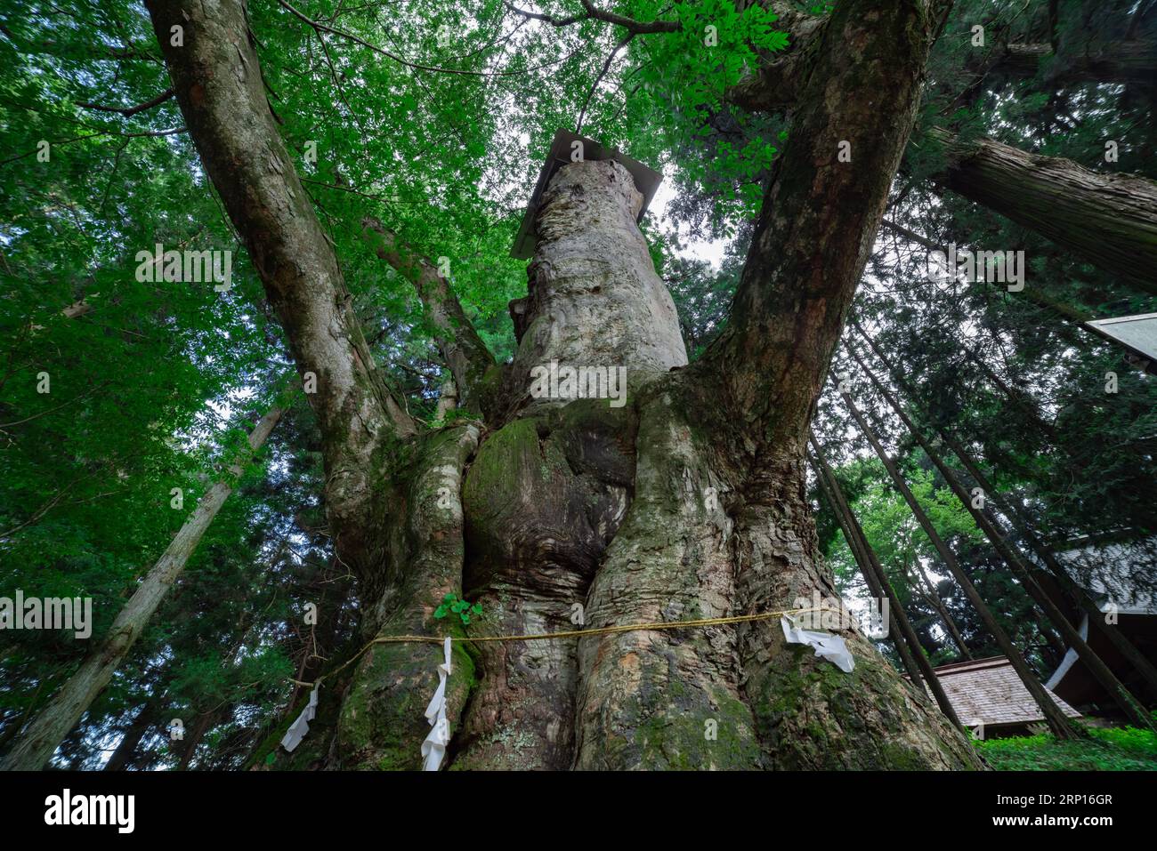 A Japanese zelkova tree in front of the shrine at the countryside low ...