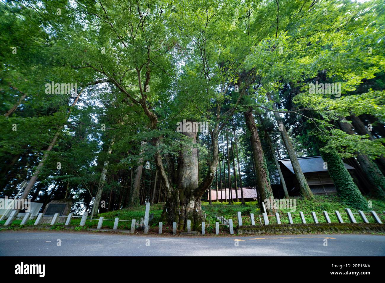 A Japanese zelkova tree in front of the shrine at the countryside wide ...