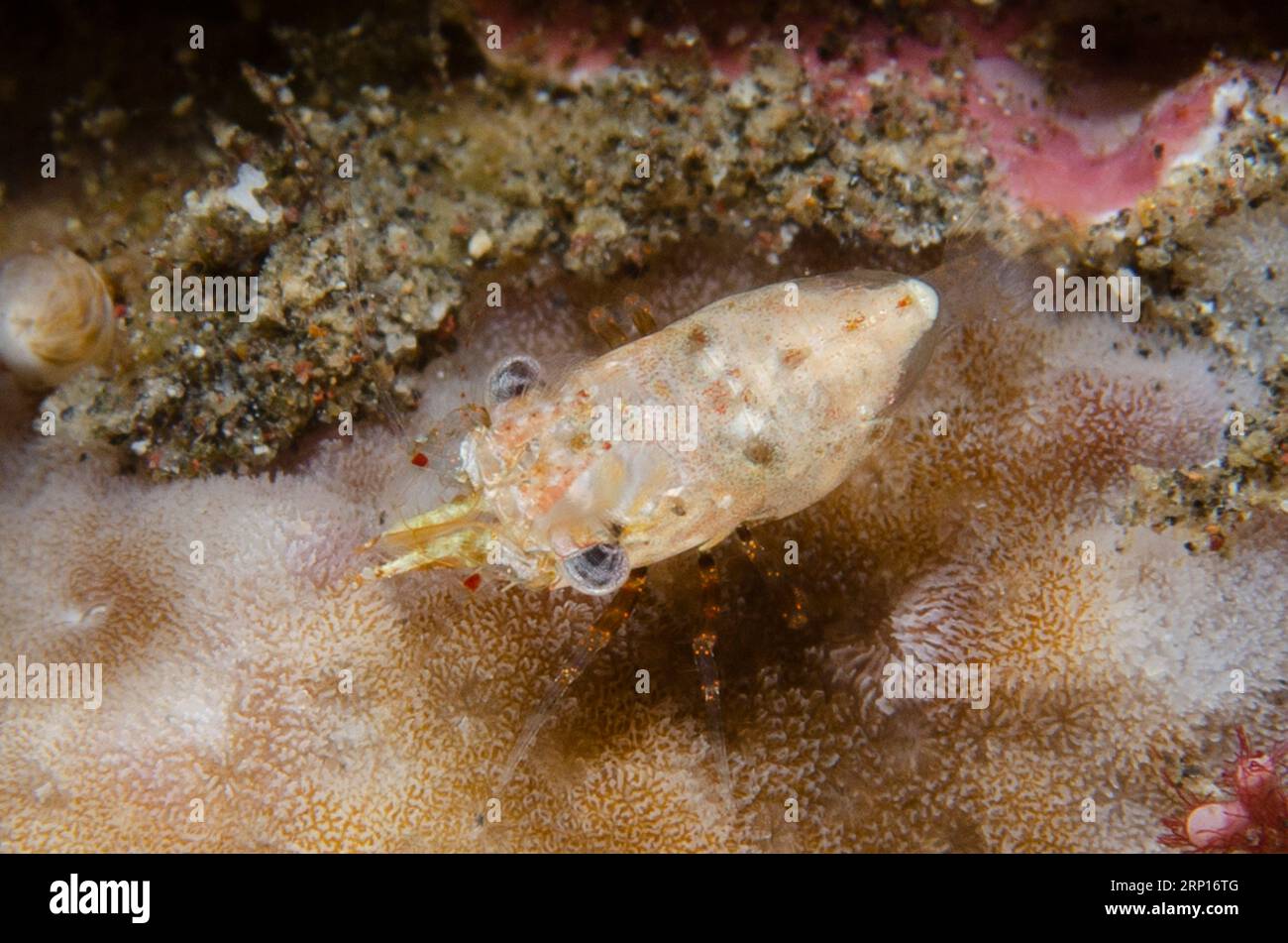View of shell pyramids hi-res stock photography and images - Alamy