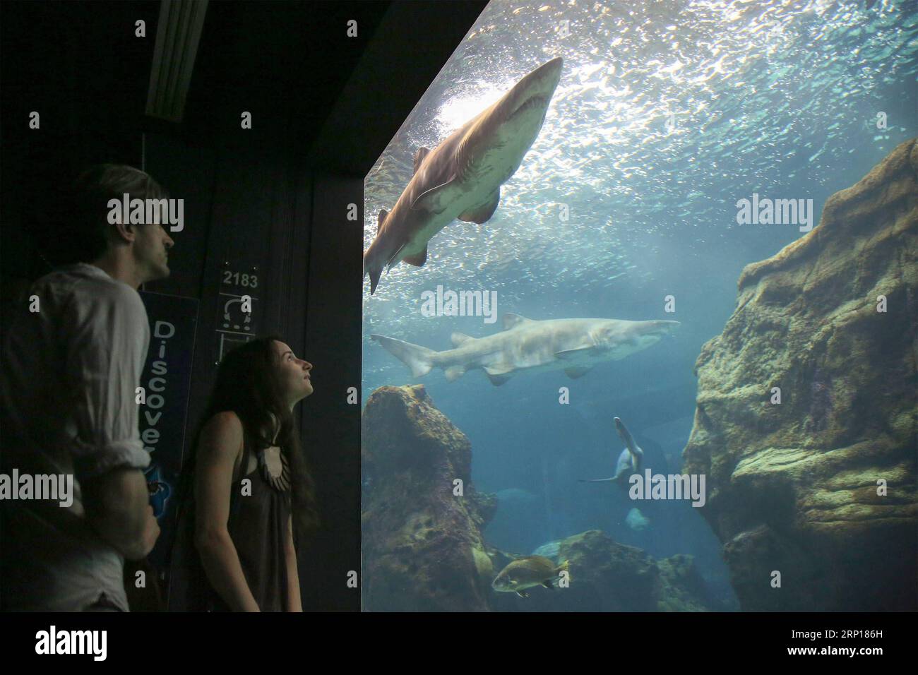 Largest of shark species hi-res stock photography and images - Alamy