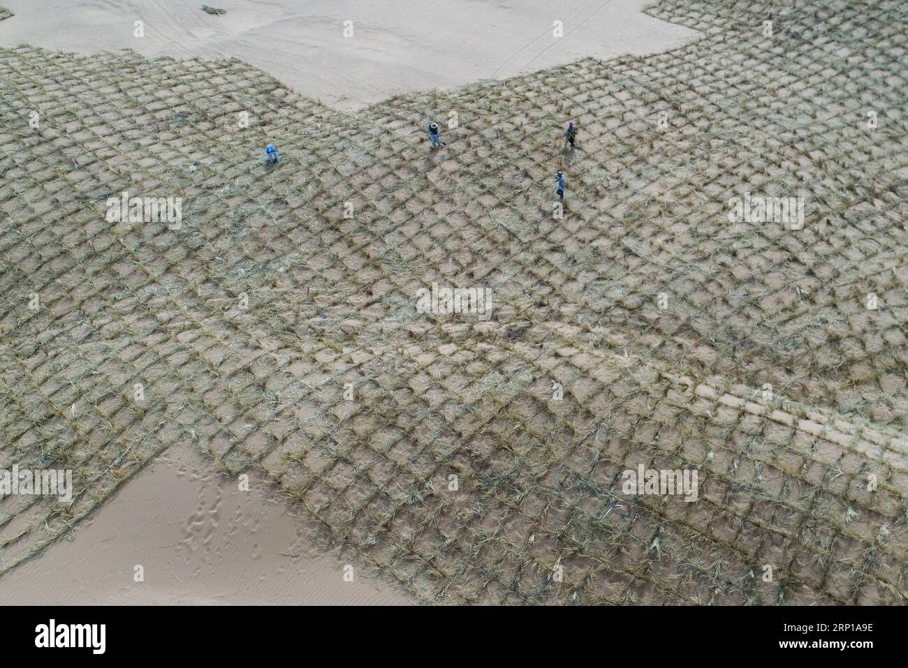 (180621) -- YINCHUAN, June 21, 2018 -- Workers make straw checkerboard ...