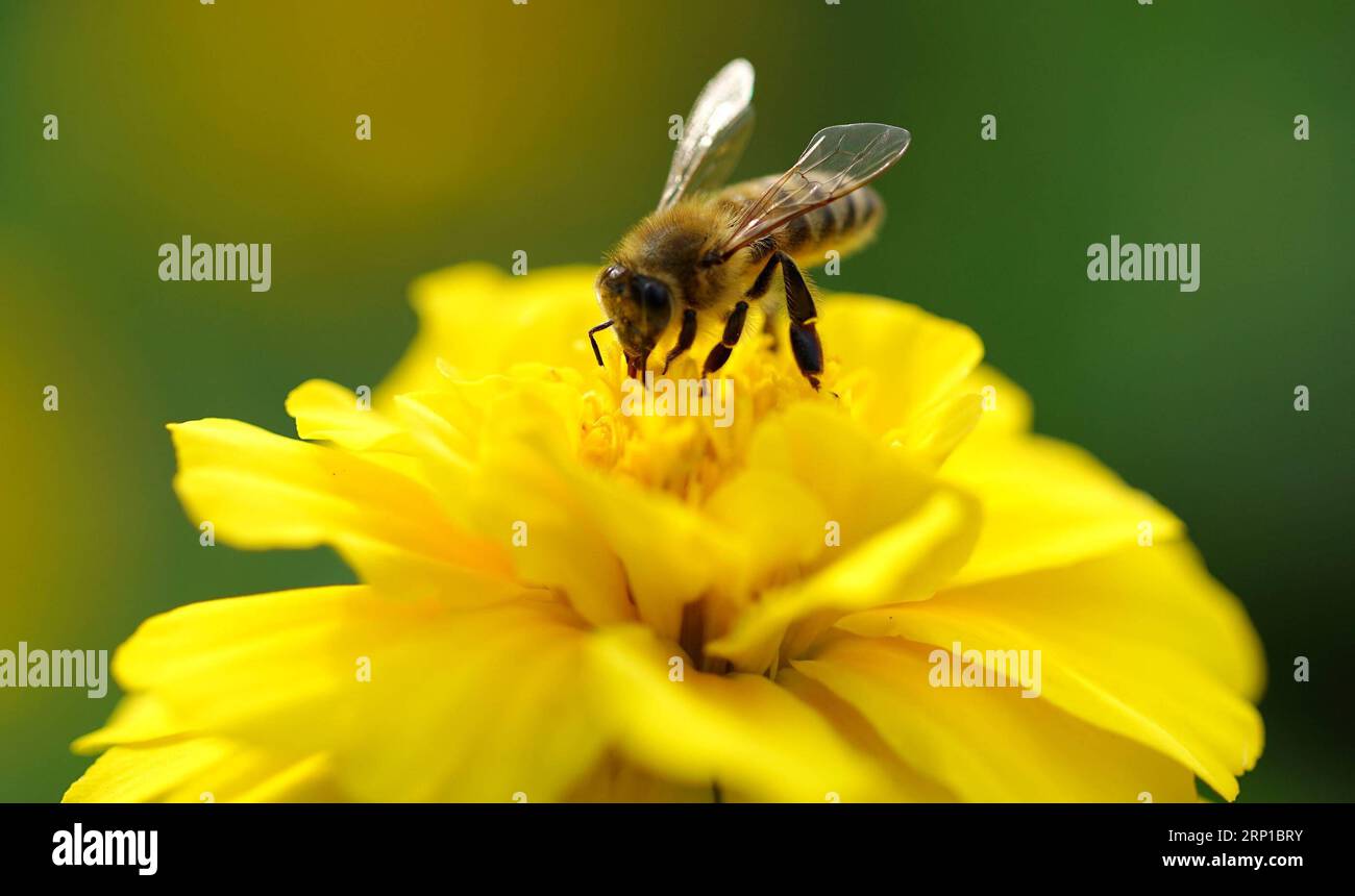 (180624) -- BEIJING, June 24, 2018 -- A bee gathers honey on a flower ...