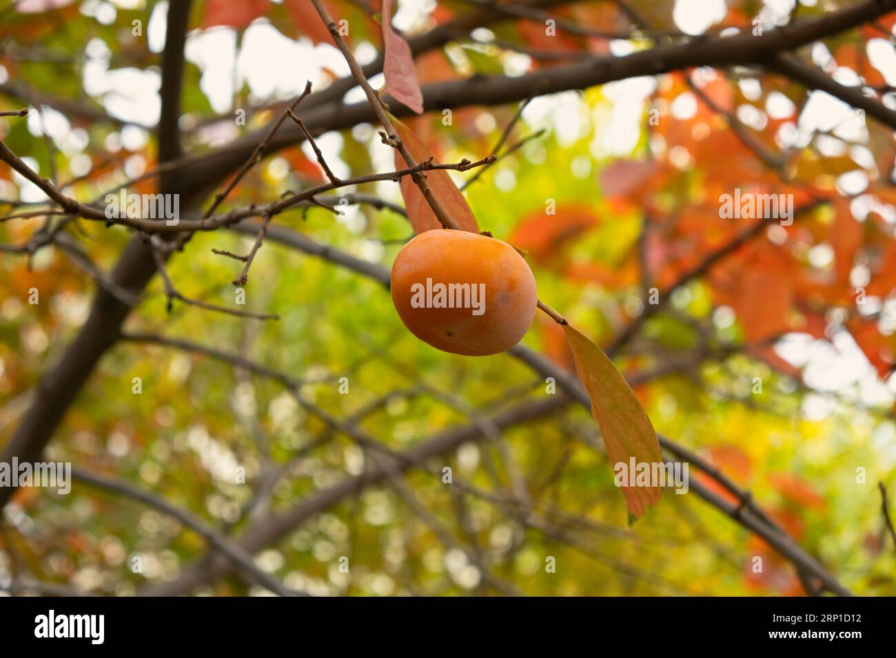 Ripe persimmon on a tree. Bright orange fruits on a tree branch. Autumn ...