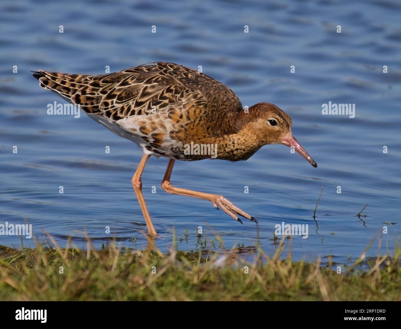 Ruff in its environment hi-res stock photography and images - Alamy