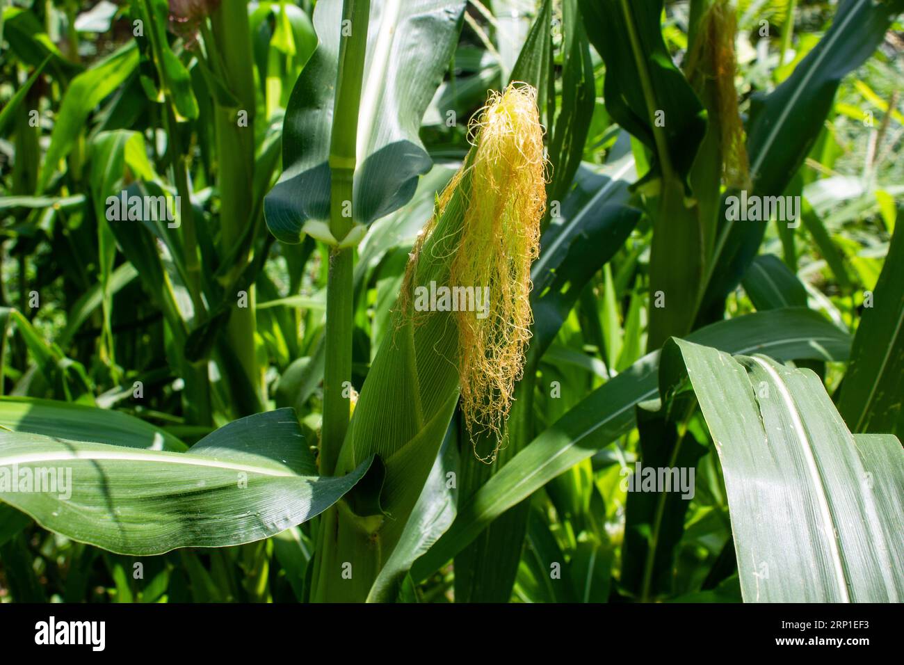 Sweet corn also called sweetcorn, sugar corn and pole corn, is a ...