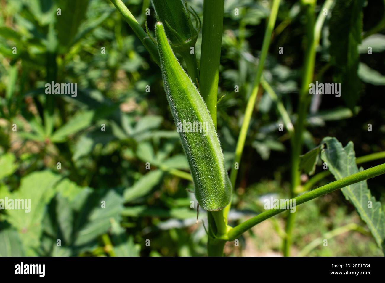 Okra succulent, known in some English-speaking countries as lady's ...