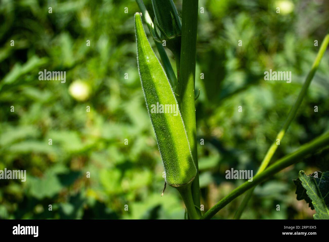 Okra succulent, known in some English-speaking countries as lady's ...