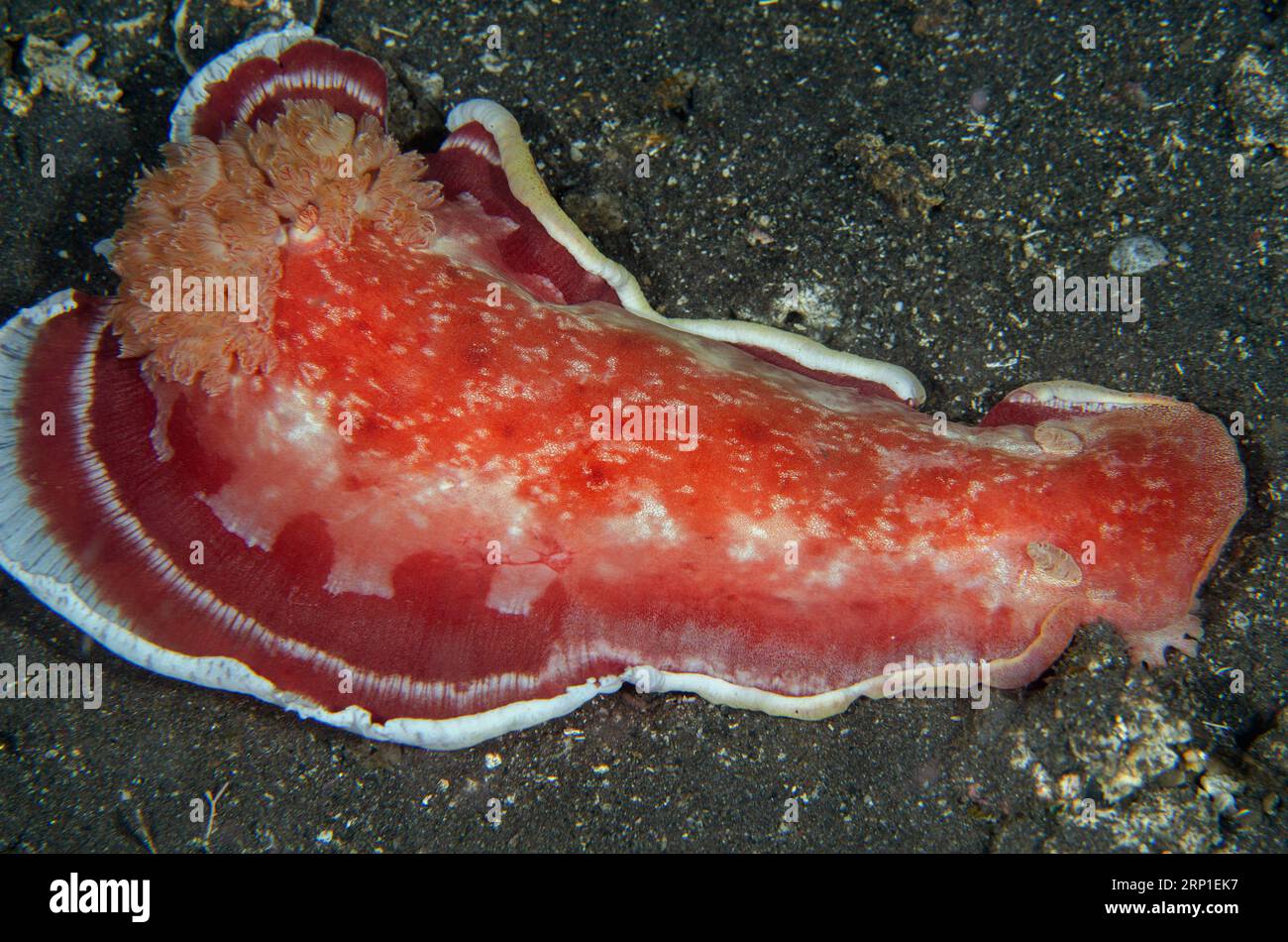 Spanish Dancer, Hexabranchus sanguineus, night dive, Pyramids dive site ...
