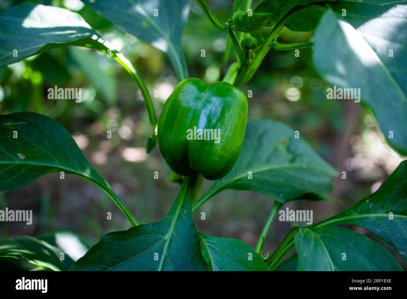 The bell pepper is the fruit of plants in the Gross-um Group of the ...