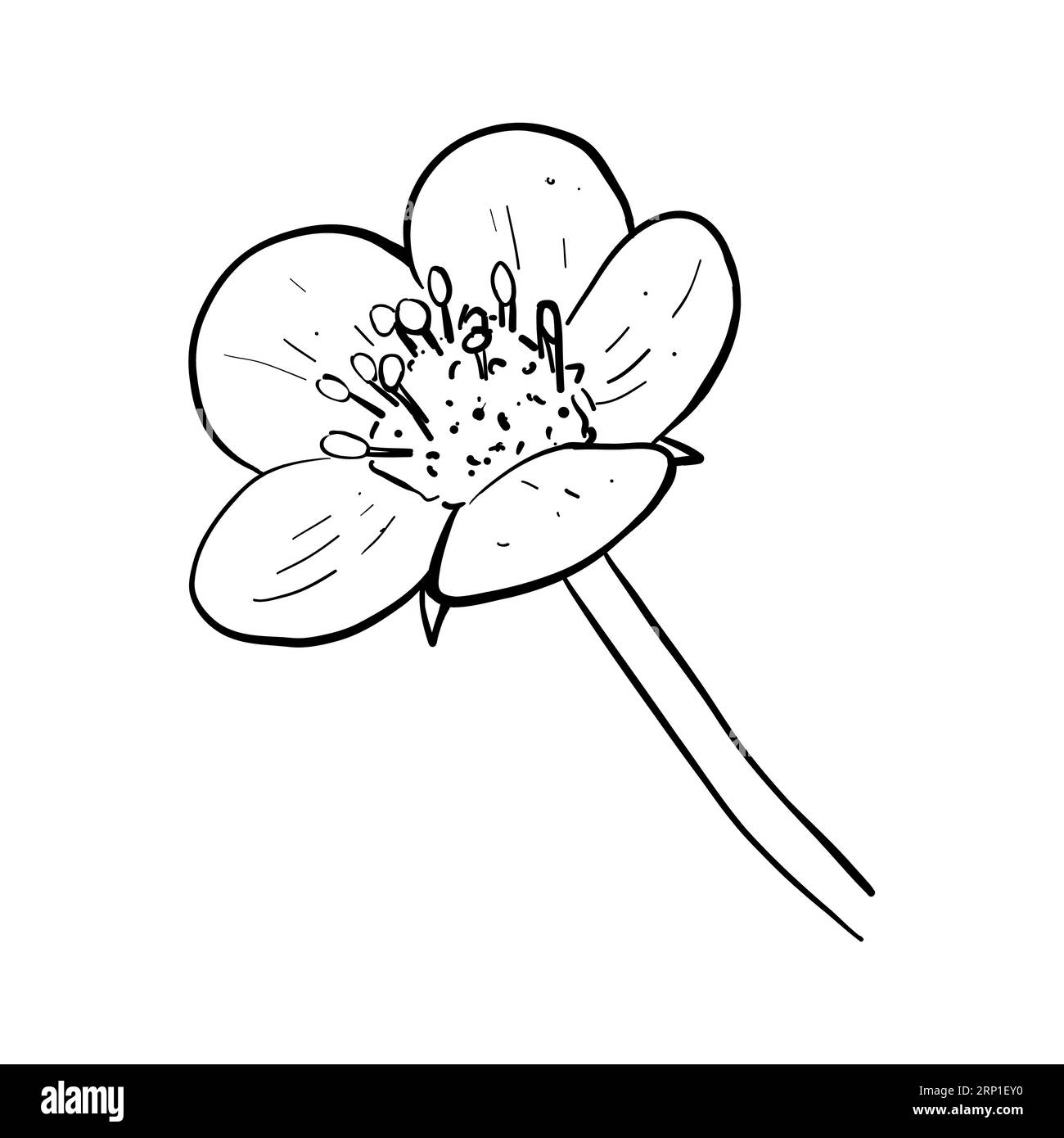 Vector, line illustration of hand drawn strawberry, strawberry or ...