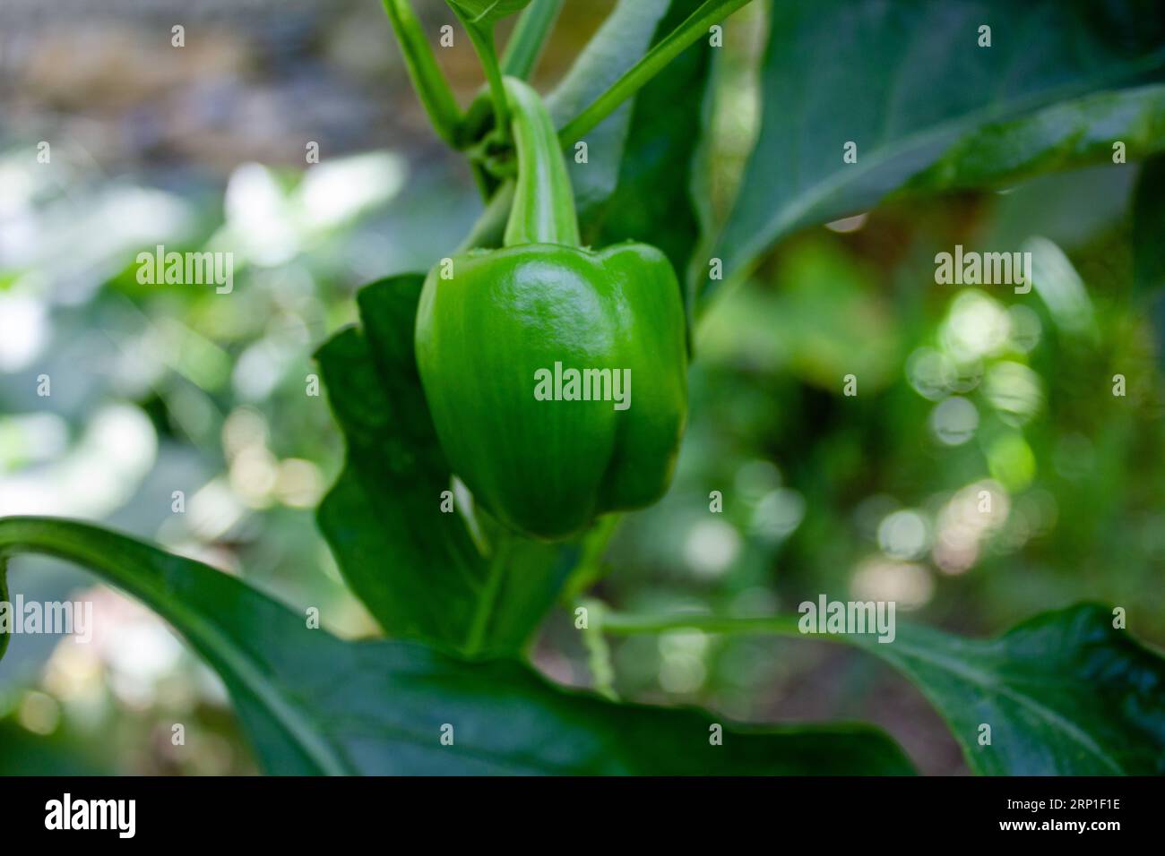 The bell pepper is the fruit of plants in the Gross-um Group of the ...