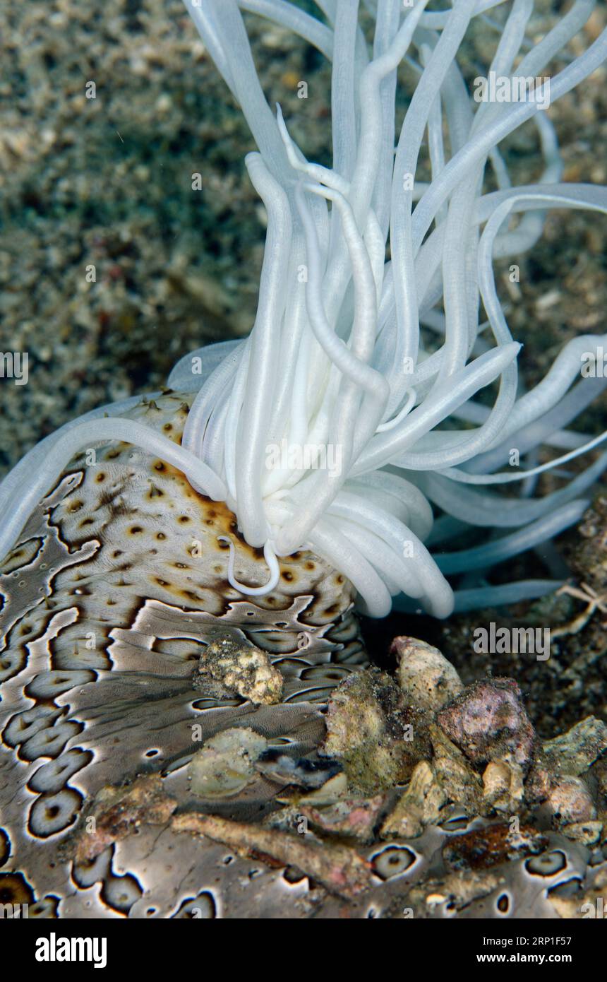 Eyed Sea Cucumber, Bohadschia argus, extruding white sticky respiratory ...