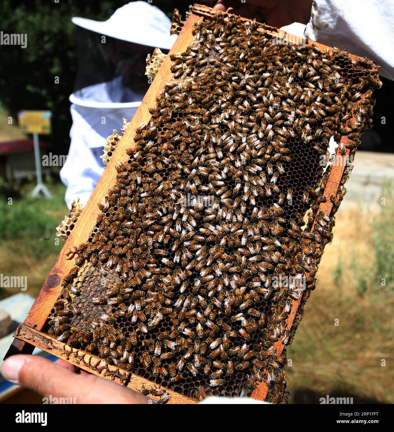 (180703) -- KABUL, July 3, 2018 -- Farmers work at a bee farm in Kabul ...