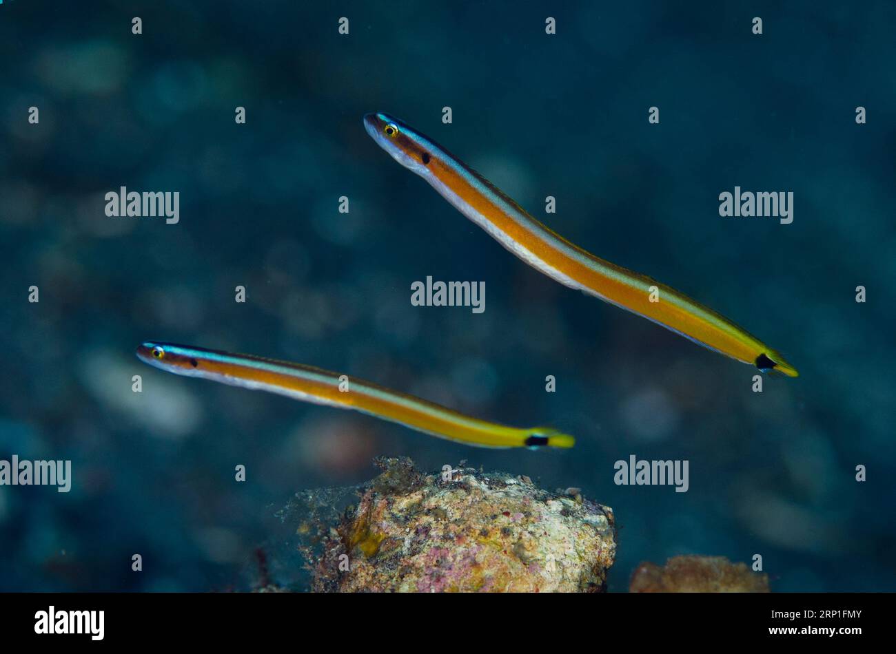 Wormfish hi-res stock photography and images - Alamy