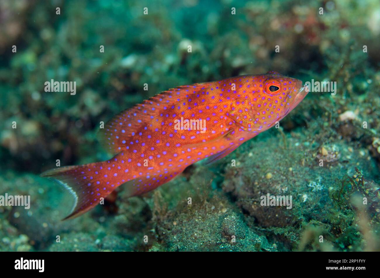Lyretail grouper variola albimarginata hi-res stock photography and ...