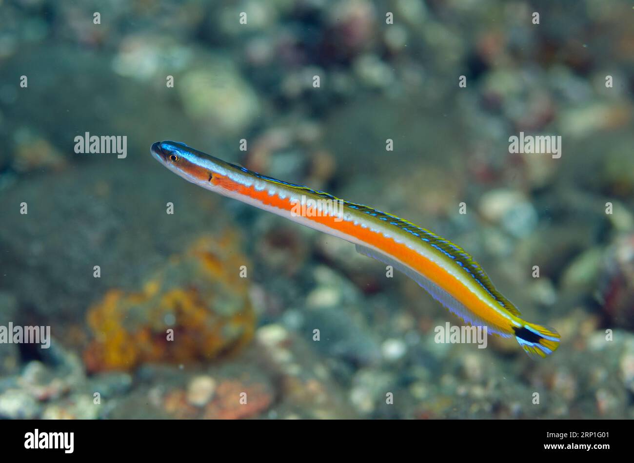 Onestripe wormfish hi-res stock photography and images - Alamy