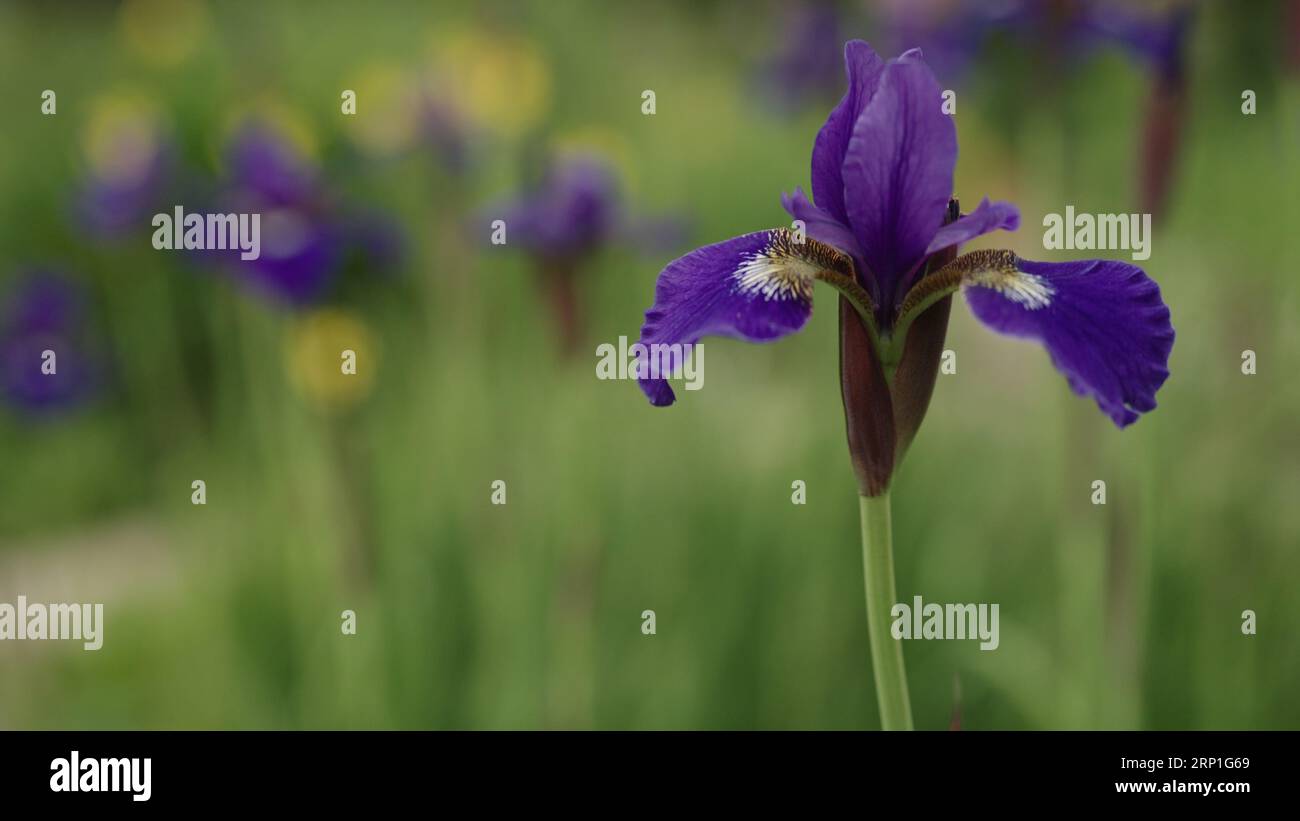 Violet iris flowers in wind hi-res stock photography and images - Alamy