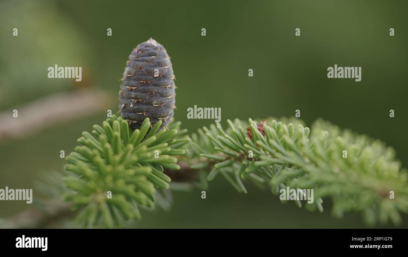 spruce with purple cone close up, wide photo Stock Photo - Alamy