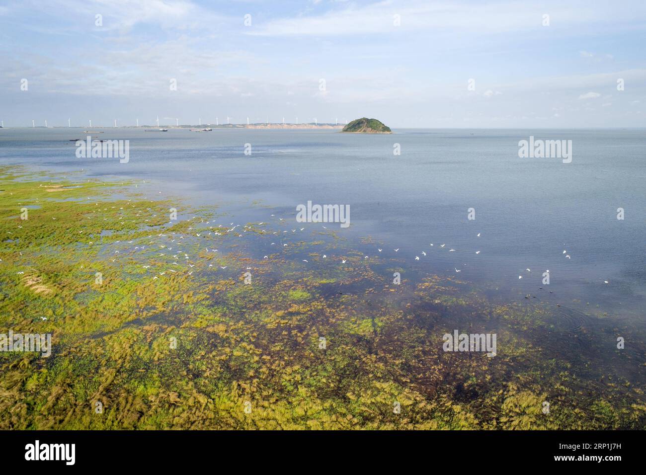 (180708) -- BEIJING, -- Photo taken on July 8, 2018 shows egrets flying ...