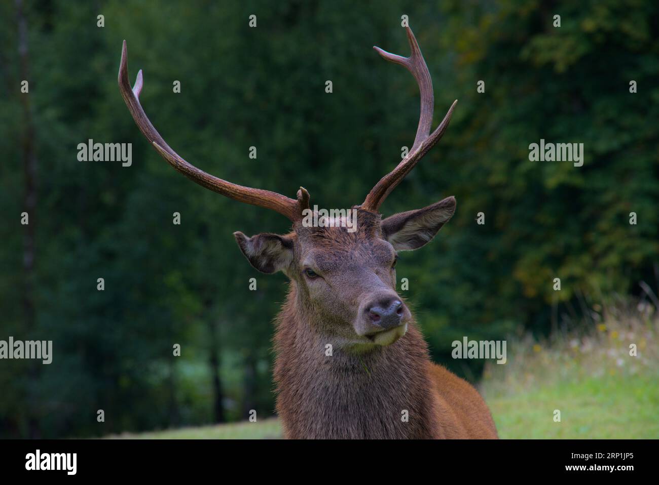 a magnificent young buck Stock Photo - Alamy