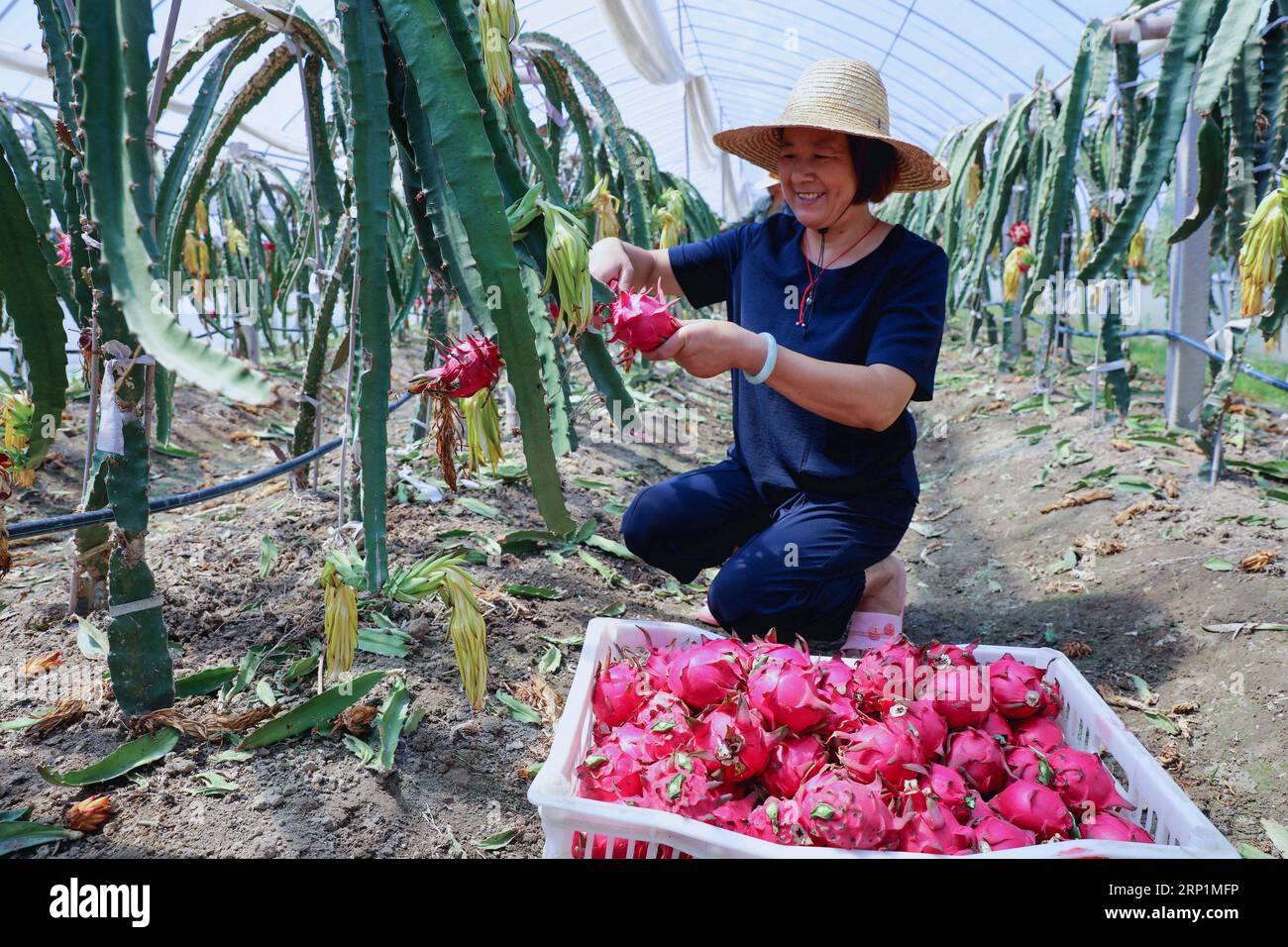 (180714) -- CHANGXING, July 14, 2018 -- A farmer picks dragon fruits at ...