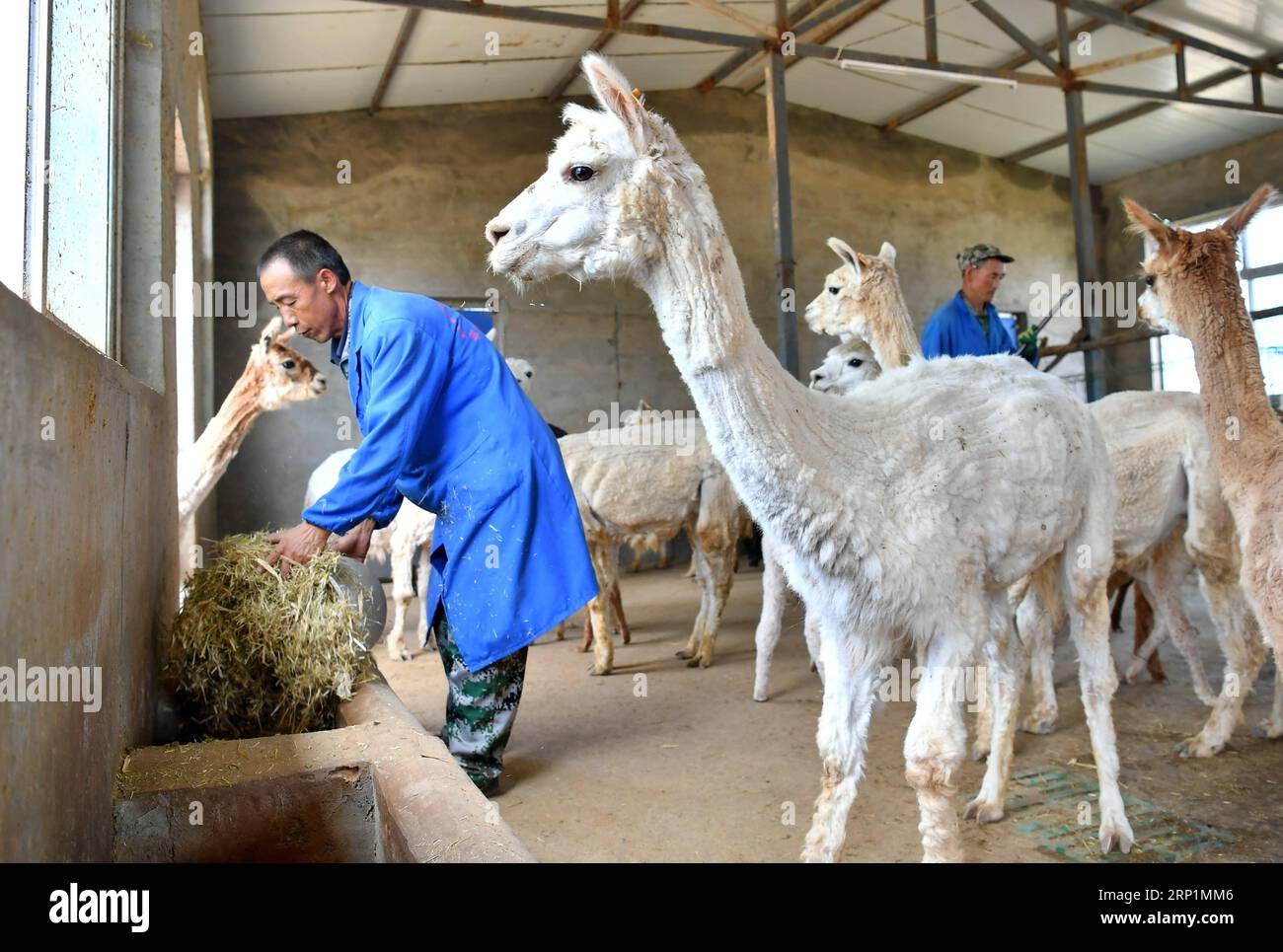 Alpaca management hi-res stock photography and images - Alamy