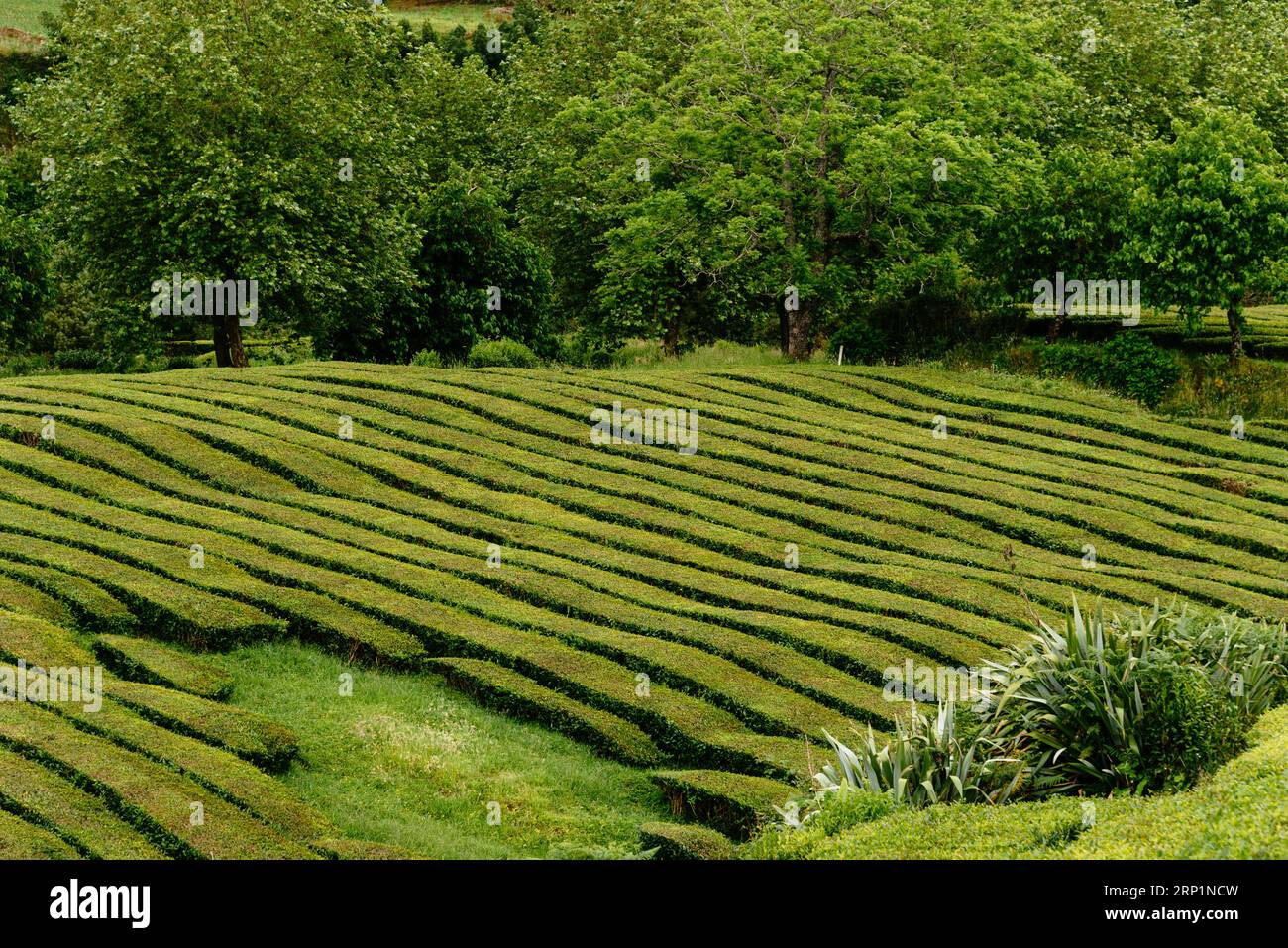Tropical tea plantation in Sao Miguel Island, Azores, Portugal. Tea ...