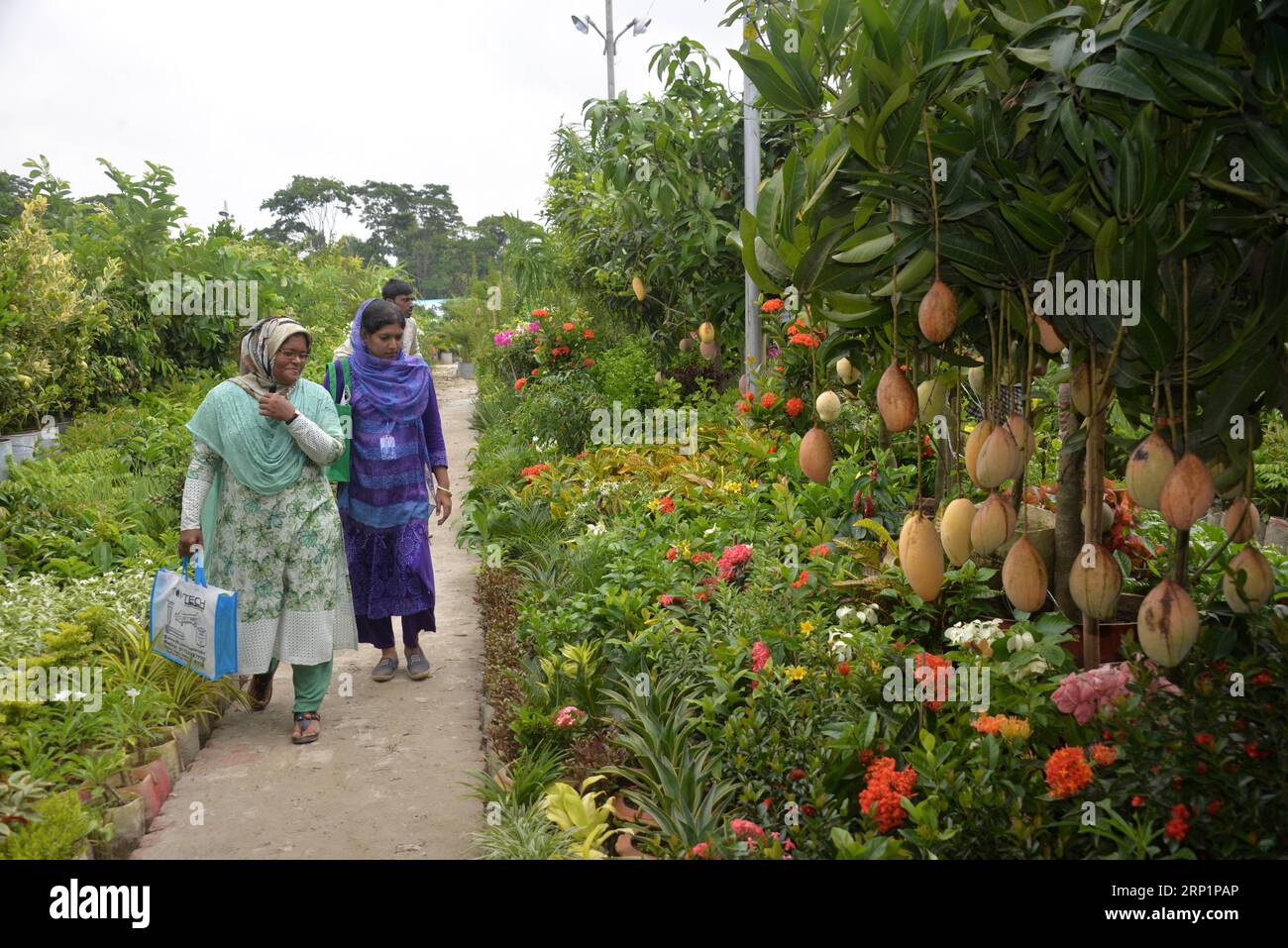 Tree planting campaign hi-res stock photography and images - Alamy