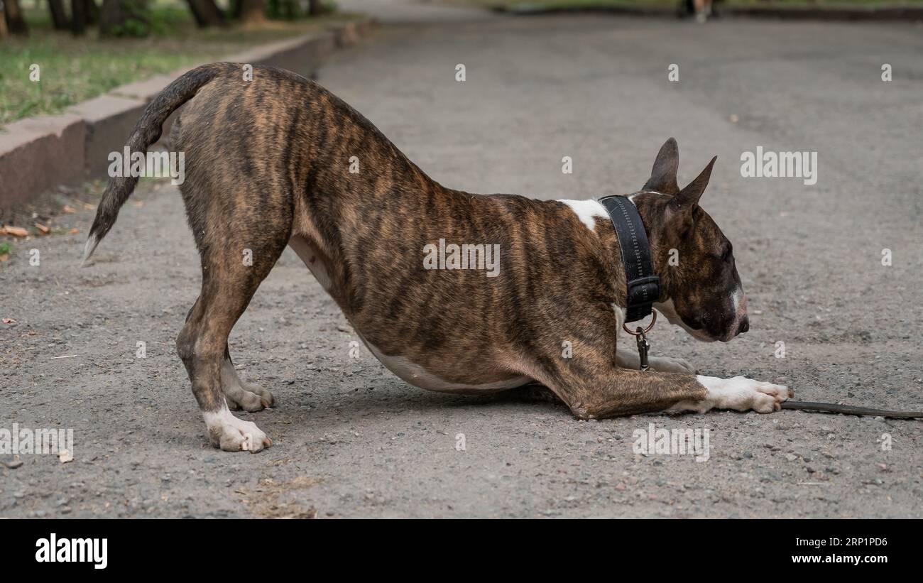 A brindle bull terrier performs a bow command on a walk in the park ...