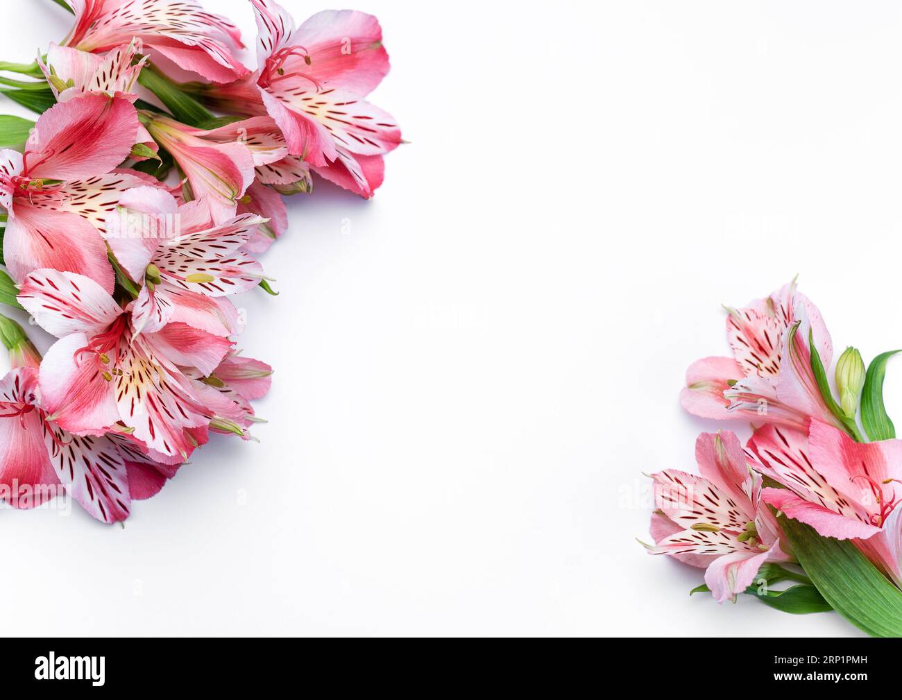 Frame for the text of congratulations with flowers of Alstroemeria on a ...