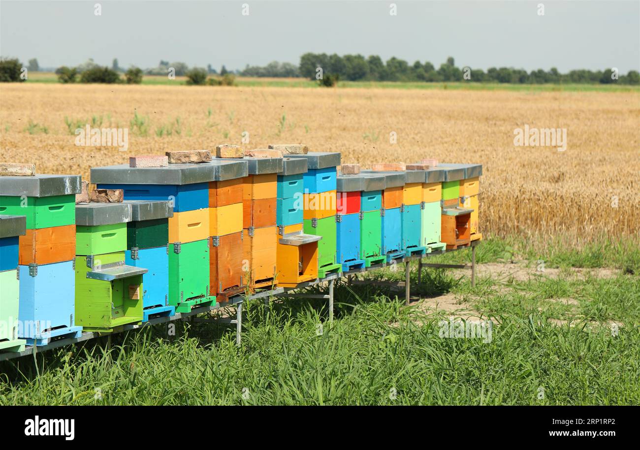 large hives with beehives for the production of organic honey and combs ...