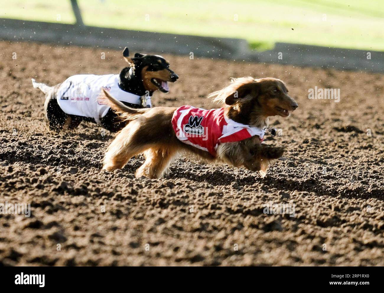 Dachshund race hi-res stock photography and images - Alamy