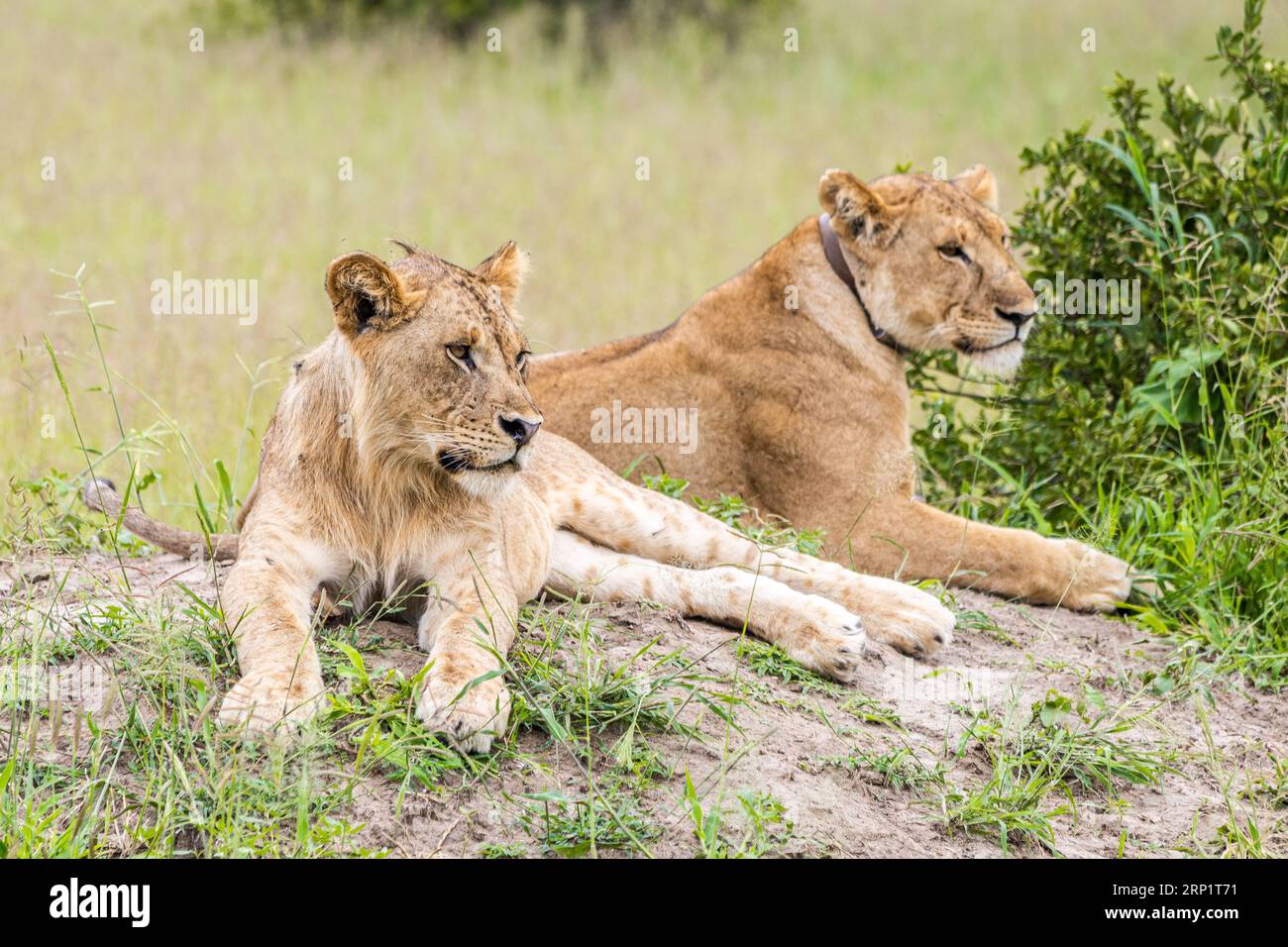 Two majestic African lions resting atop a grassy knoll, one of the ...