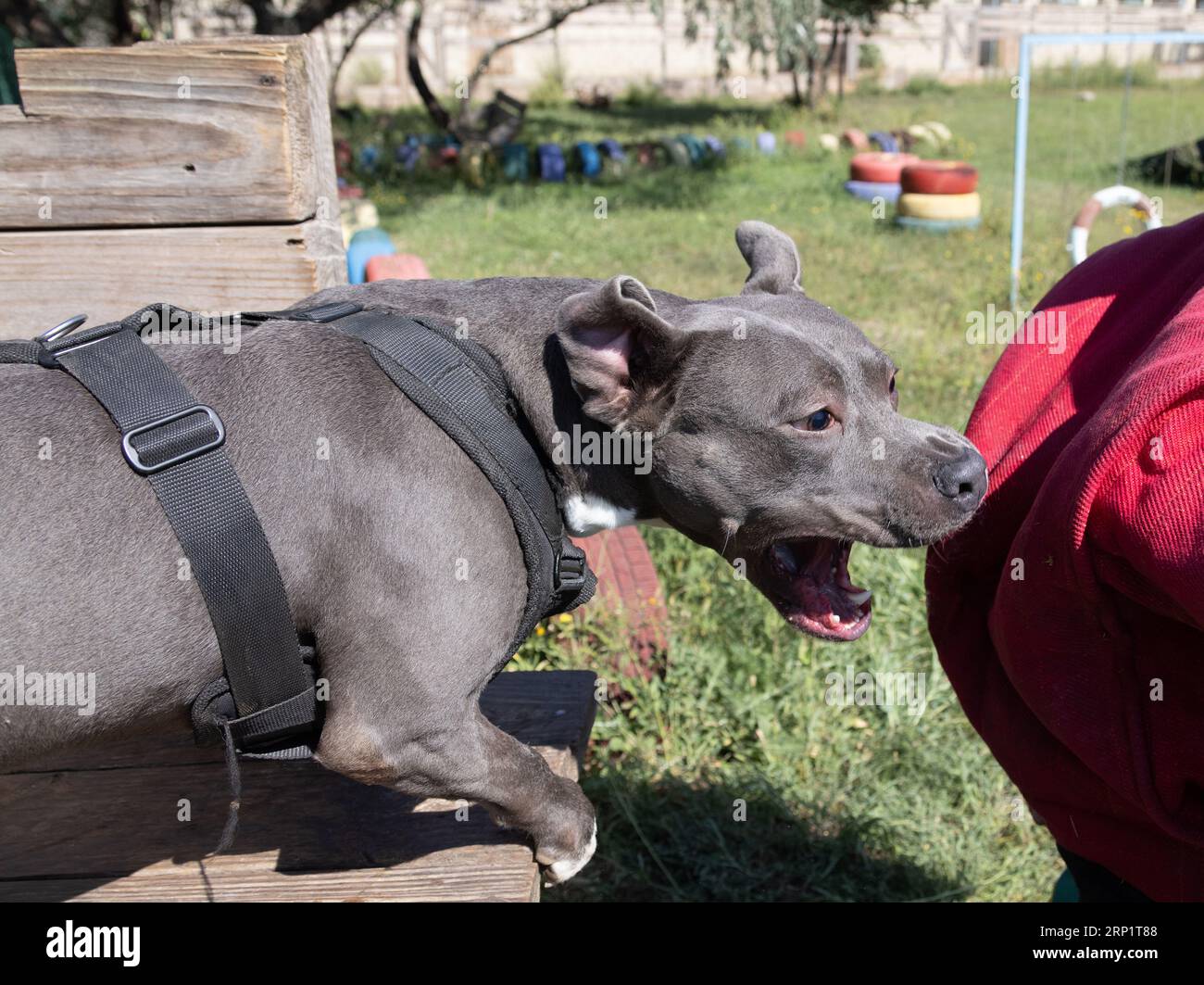 Staffordshire bull terrier angry hi-res stock photography and images ...