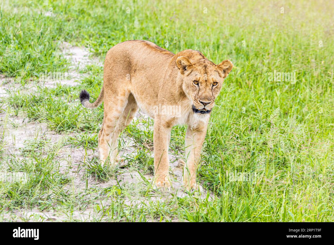 Explorement hi-res stock photography and images - Alamy