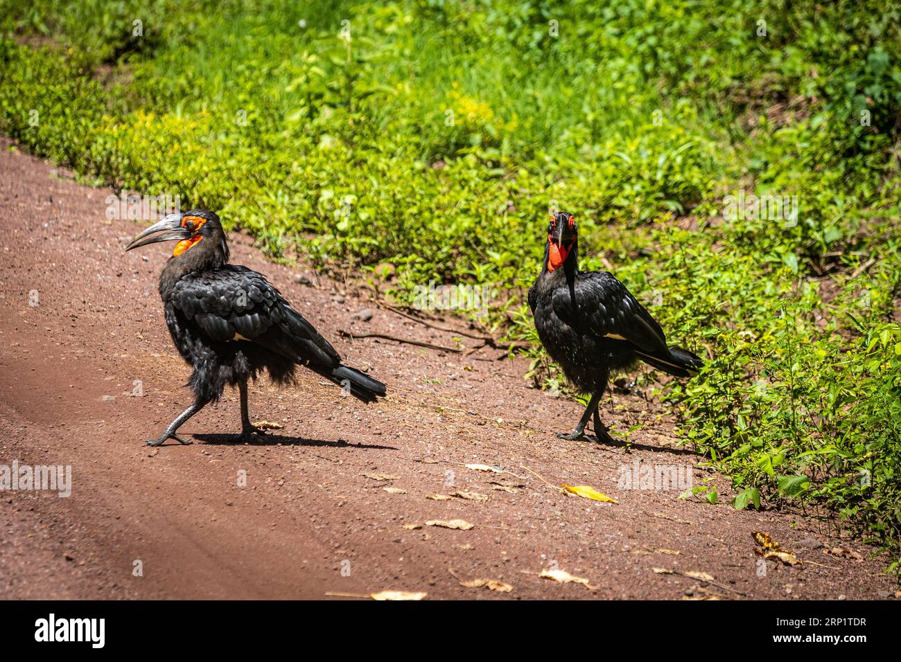 Two Southern ground hornbill birds perched together on a dirt road in a ...